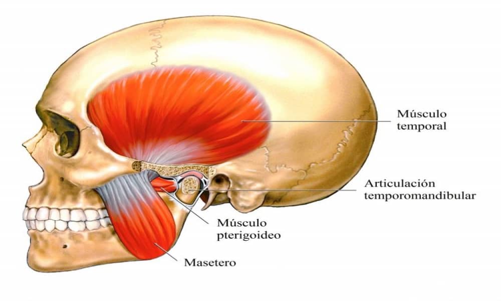 Atm y dolor. Disfunción temporomandibular. - Clinica Dolor Orofacial