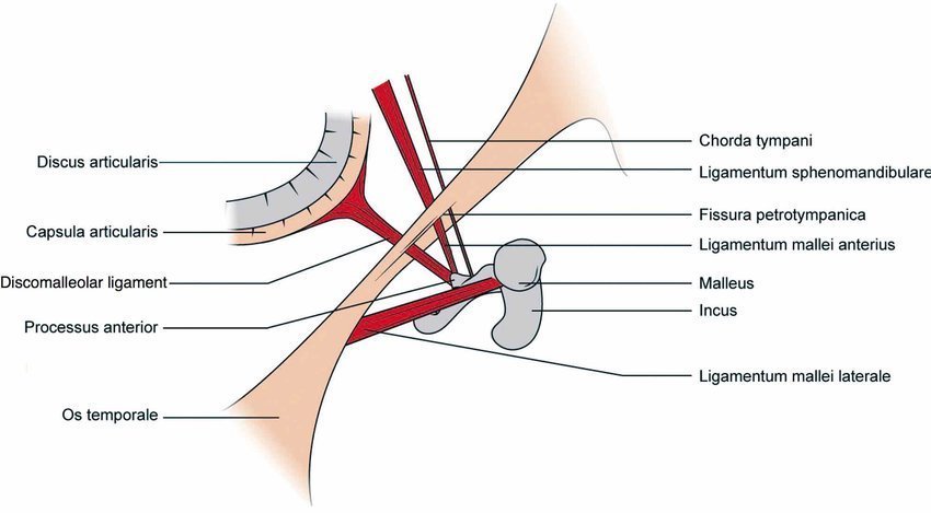 ligamento disco maleolar | Clinica Dolor Orofacial