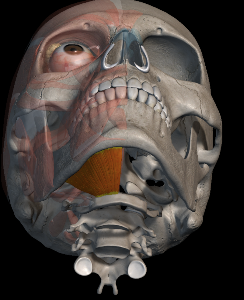 Dolor Lingual y Puntos Gatillo | Clínica Dolor Orofacial Madrid